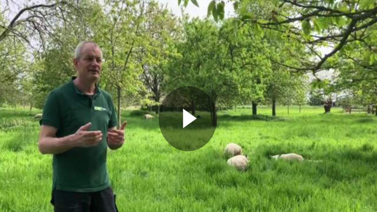 Wat te doen bij blauwtong? veegezondheid.nl